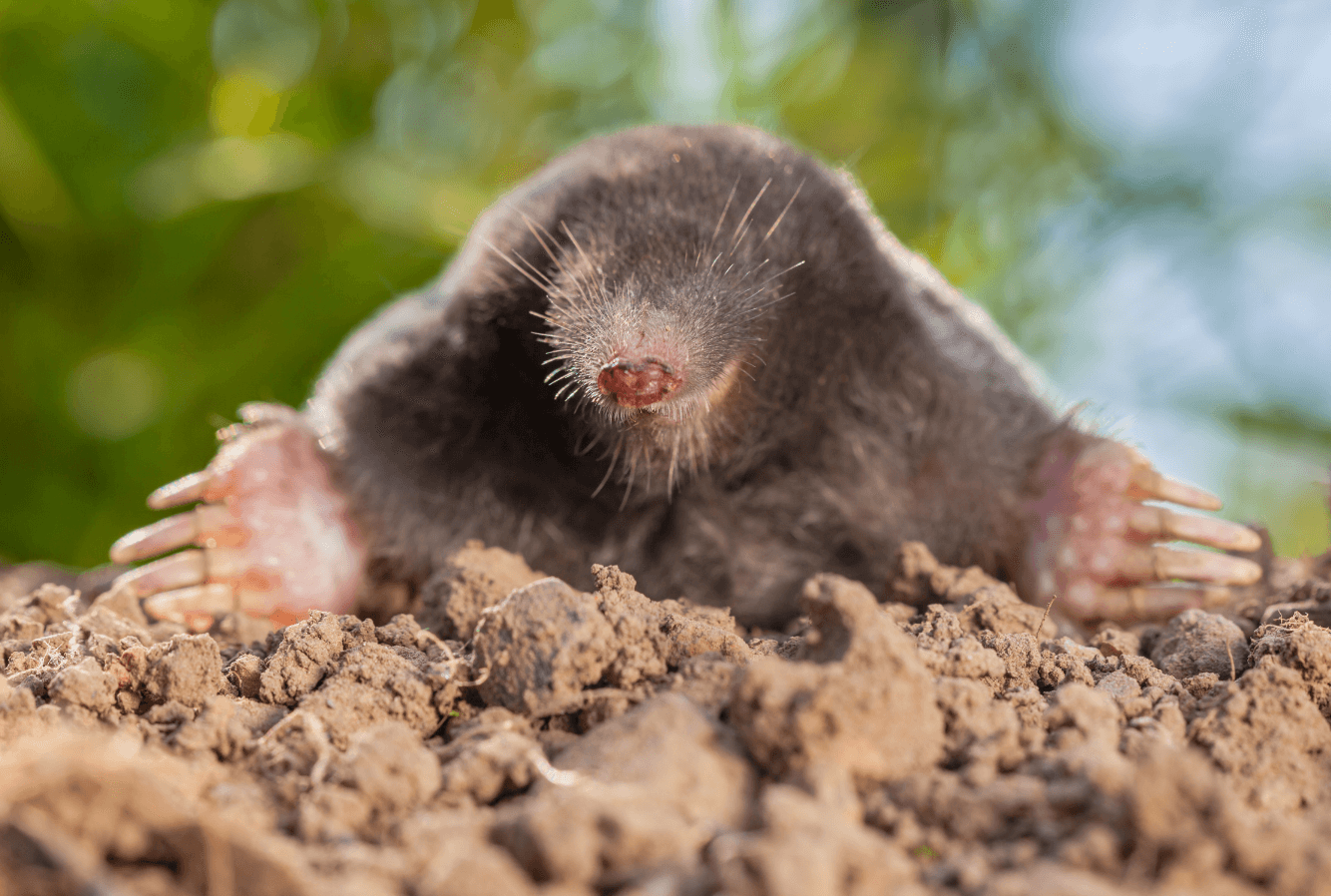 Moles Control – Express Pest Control